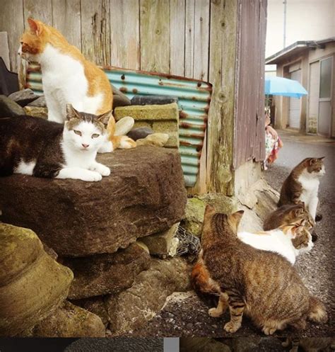 Develaron El Macabro Misterio De La Muerte De Decenas De Felinos En La