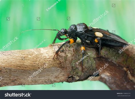 White Spot Assassin Bug Platymeris Biguttatus库存照片150602210 Shutterstock