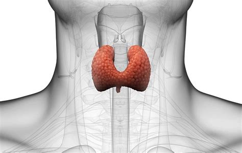 Hypothyroid In Men What Are Underactive Thyroid Symptoms Mens Health