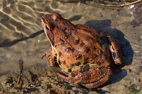 Травяная лягушка Rana Temporaria Common Frog Москва Oleg