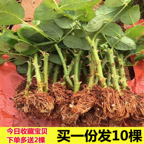 当时收到玫瑰花的时候没有丝毫破损 盆栽 什么值得买