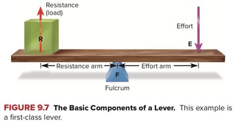 First Second Third Class Lever Examples