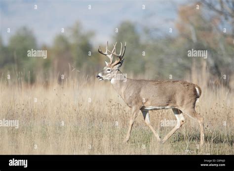 White Tailed Deer Buck Odocoileus Virginianus Western Montana Stock