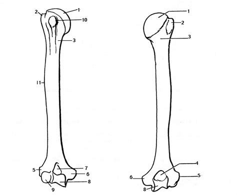 Labeling The Humerus Diagram Quizlet