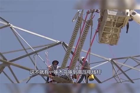 啄木鸟啄到高压电线杆，瞬间化作一缕青烟凭空消失，镜头记录全程电线杆啄木鸟瞬间