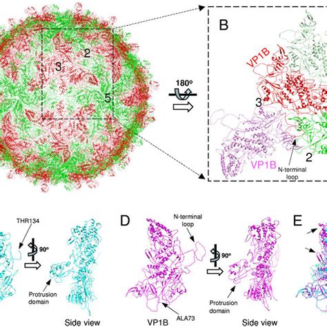 Electron Micrograph Of Negatively Stained Grass Carp Reovirus Gcrv