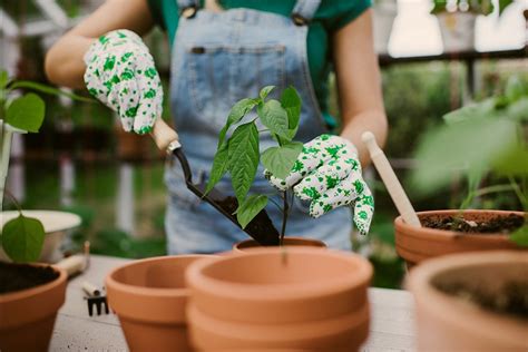 How To Grow Hot Peppers Tips For A Bountiful And Spicy Harvest