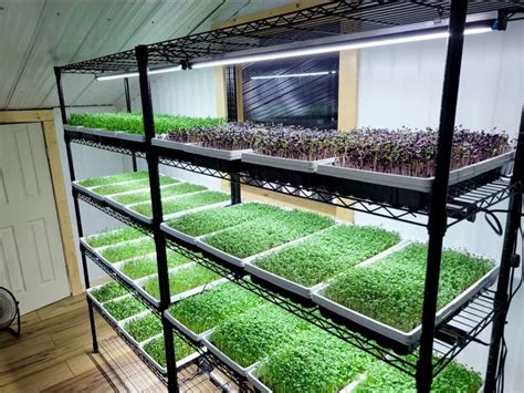 Storack Mild Steel Plant Tissue Culture Racks 6 At ₹ 7999 Piece In Rajkot