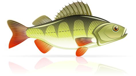 Perch Vector Images Over 9500