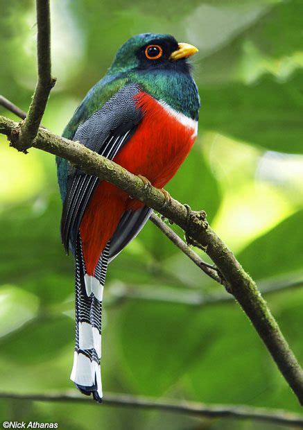 Masked Trogon Trogon Personatus By Athanas Beautiful Birds
