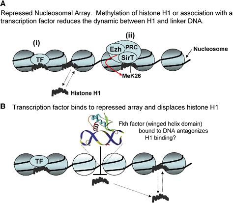 The Dynamics Of Chromatin Remodeling At Promoters Molecular Cell