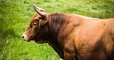 Ox Fact 11406