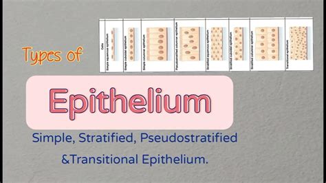 Epithelium Types Location And Primary Functions Epithelium Overview