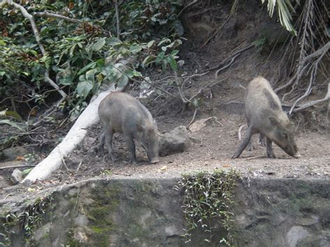 KUDA RANGGI Babi Hutan Jadi Tarikan Ramai Ke Taman TAR