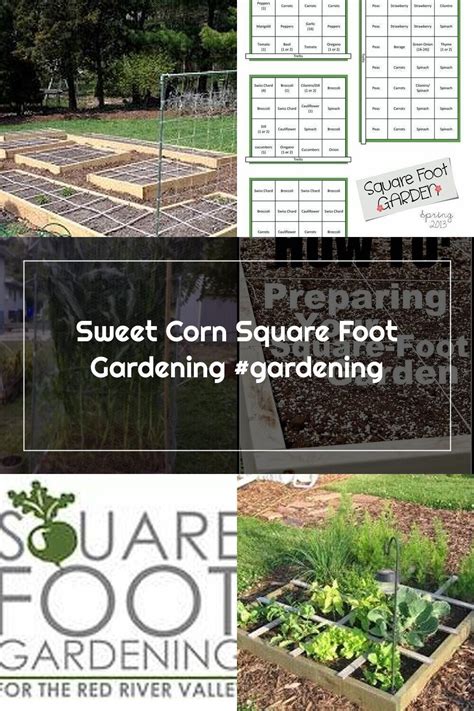 Square Foot Gardening Corn Garden Plant