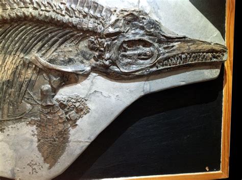 Pin By Natural Selection Fossils On Spectacular Fossils From Natural Selection Fossils Natural