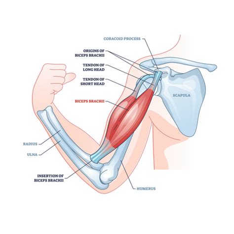 Trigger Point Release Biceps Pec Minor Muscle Strain Artofit