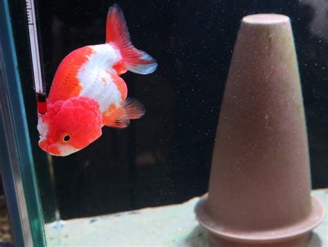 난주 금붕어 키우기 부레병 원인과 어항 물갈이 방법 네이버 블로그