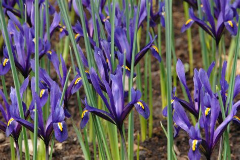 Reticulata Rotteveel Bulb Company