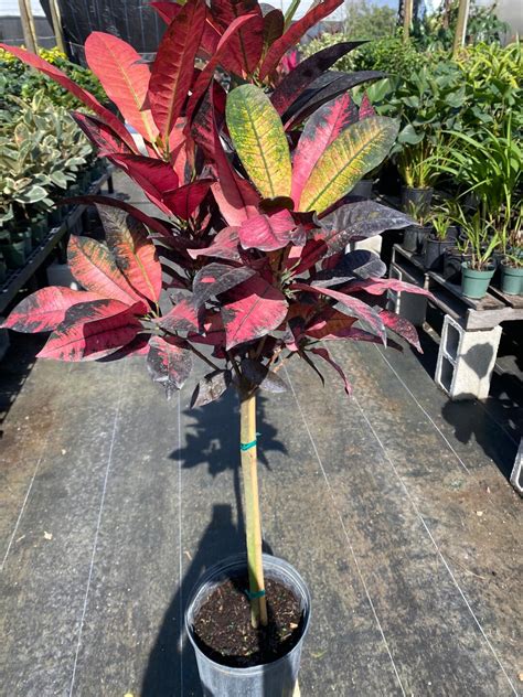 Croton Icetone 10 Inch Pot Tree Form Etsy