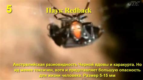 Самые ядовитые пауки в мире ТОП 10 Mp4 Youtube