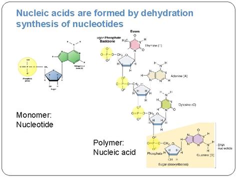 What Are The Main Biological Molecules Organisms Are