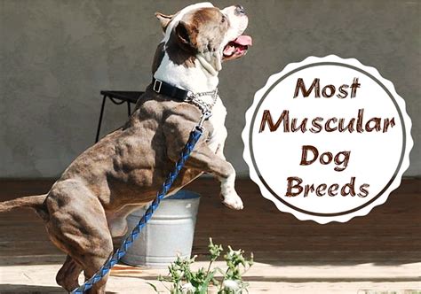 Top 15 Muscular Dog Breeds Hubpages