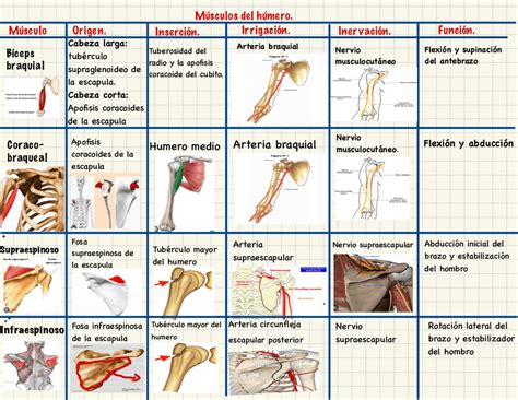 Cuadro Con Los Músculos Del Humero Monografías Ensayos De Anatomía