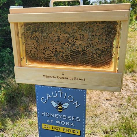 Observation Hive Apiary Bee Hive For Classroom Urban Beekeeping Or
