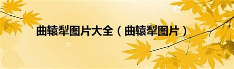 曲辕犁图片大全曲辕犁图片 环球知识网