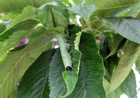 Leafrollers Intermountain Fruit Usu