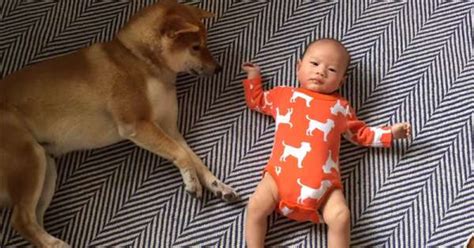 熟睡中的柴犬被小宝宝「揍了一拳后惊醒」，但牠温柔的回击却融化了每个父母的心！
