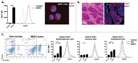 Cd71 Is Expressed On Moc1 Cells And Endothelial Cells Within The Tumor