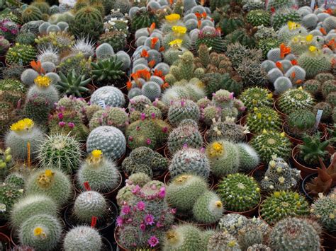 6 Cose Che Forse Non Sai Sui Cactus