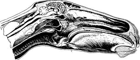 Осмотр носовых отверстий и слизистой оболочки носа