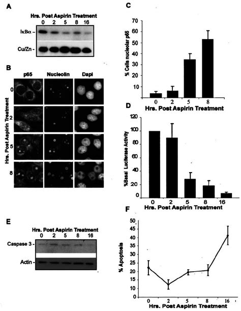 I ␬ B Degradation Nucleolar Translocation Of Rela Repression Of Nf