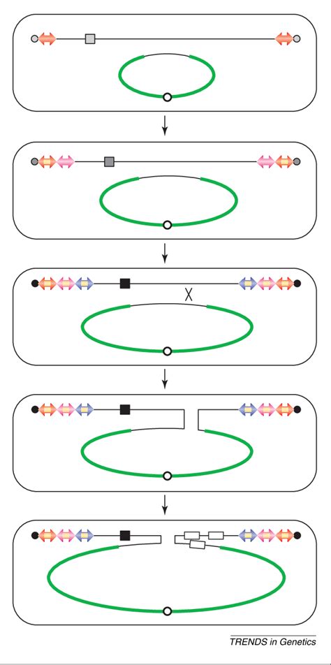A Model For The Evolution Of Linear Plasmids And Linear Chromosomes In Download Scientific