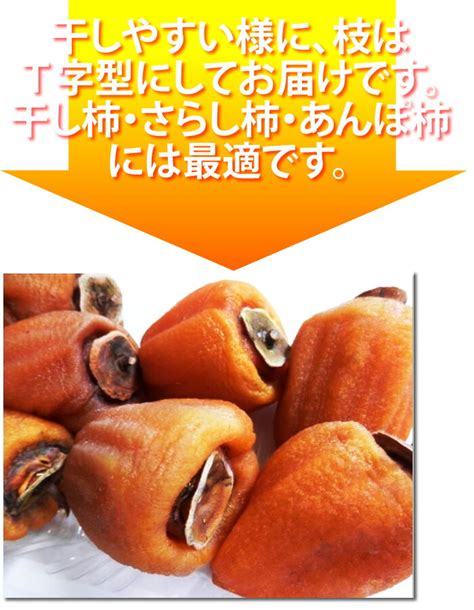【楽天市場】あたご柿 約10kg愛媛県 枝付渋柿 干し柿用 11月上中旬頃より発送分沖縄本土と北海道は別途送料 全国の離島は発送不可！沢山