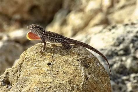 14 Species Of Lizards In South Florida Pictures Wildlife Informer