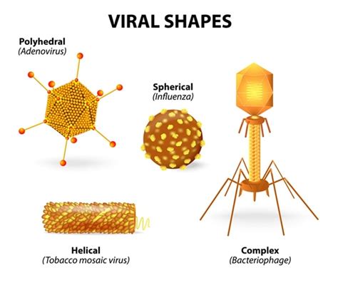 Polyhedral Virus