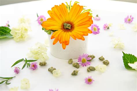 흰색 테이블에 대마초 새싹과 마리화나 Nug 구운 단어와 세라믹 접시에 밝은 오렌지 Gerbera 데이지 꽃 배열대마초 결혼식