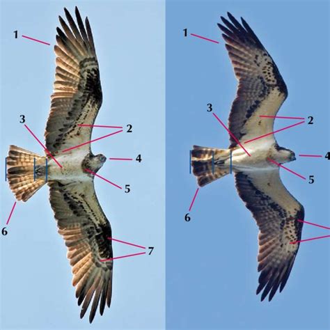 Pdf Ageing Sexing And Subspecific Identification Of Osprey And Two