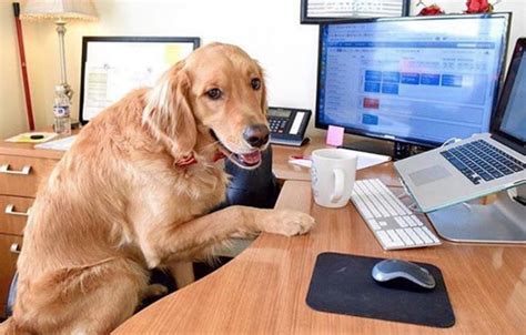 La ciencia explica por qué eres mejor persona si te encantan los perros