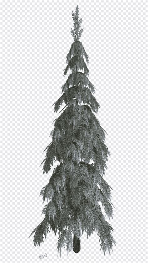 شجرة عيد الميلاد التنوب التنوب الصنوبر ، أشجار الشتاء Winter Branch Png
