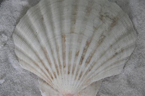 바다 껍질 바다 Conk 크로아티아 해변의 하얀 모래위에 고립된 바다 껍질 흰색에 고립 된 모래에 단일 콘치 조개 0명에 대한