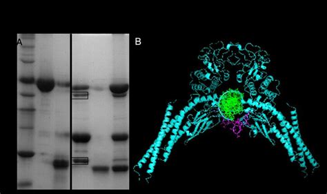 11 A Digestion Pattern Of The Stat3 D9 Complex And Location Of The