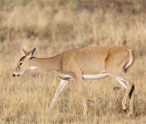 Cwd Positive Test Results Jump From Three To 20 In Minnesota Outdoor News