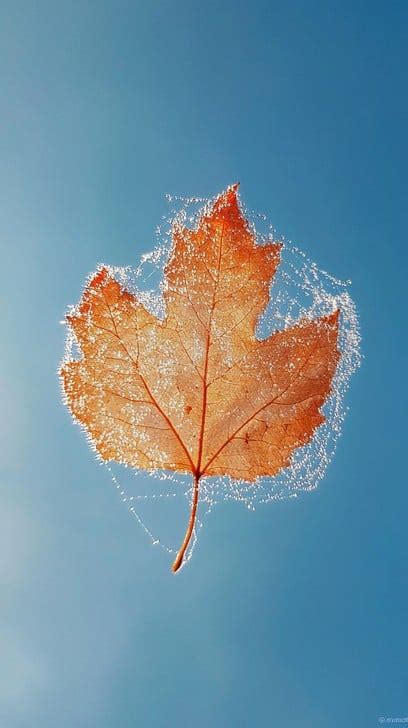 Free Frosted Maple Leaf Image Maple Leaf Frost Download At Stockcake