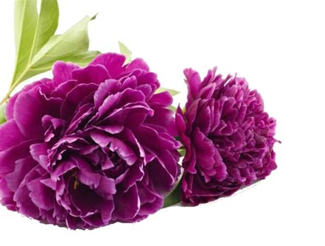 Наклейка фиолетовый цветок Png Avatan Plus