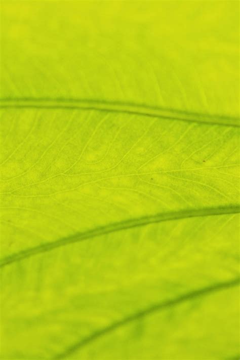 Foto Hoja Verde En La Fotografía De Primer Plano Imagen Verde Gratis
